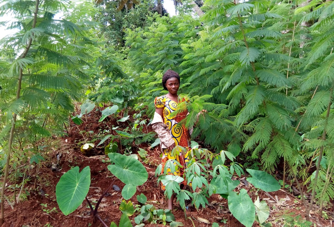 The Power of Trees: Why We Need to Prioritize Tree Planting Efforts ...